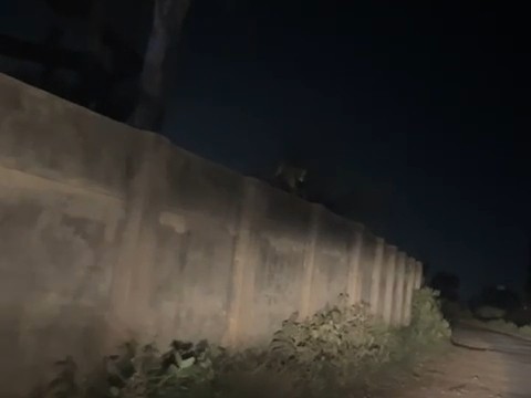 Chandpur Bijnor | Four Leopards Viral VIDEO on Mandi Samiti Wall ...