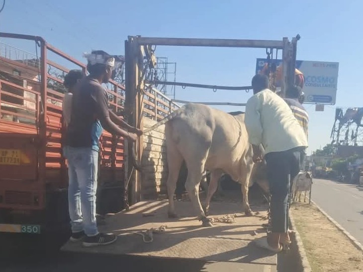 Lakhimpur Stray Cattle Capture Campaign Starts | Nighasan Road