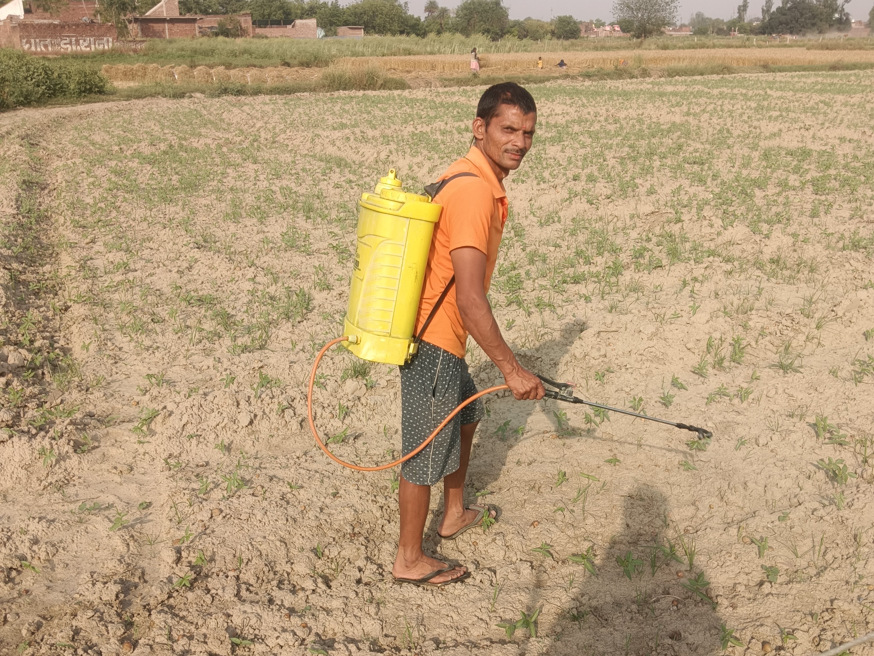 Ikri Moong Fasal Pest Attack | Sundi Machhar Worries Kisan; Utpadan Hit