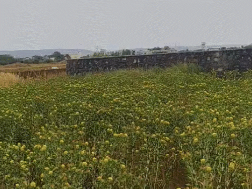 Rajasthan Safflower Cultivation | Farmer Income Boost; Dry Land Hope