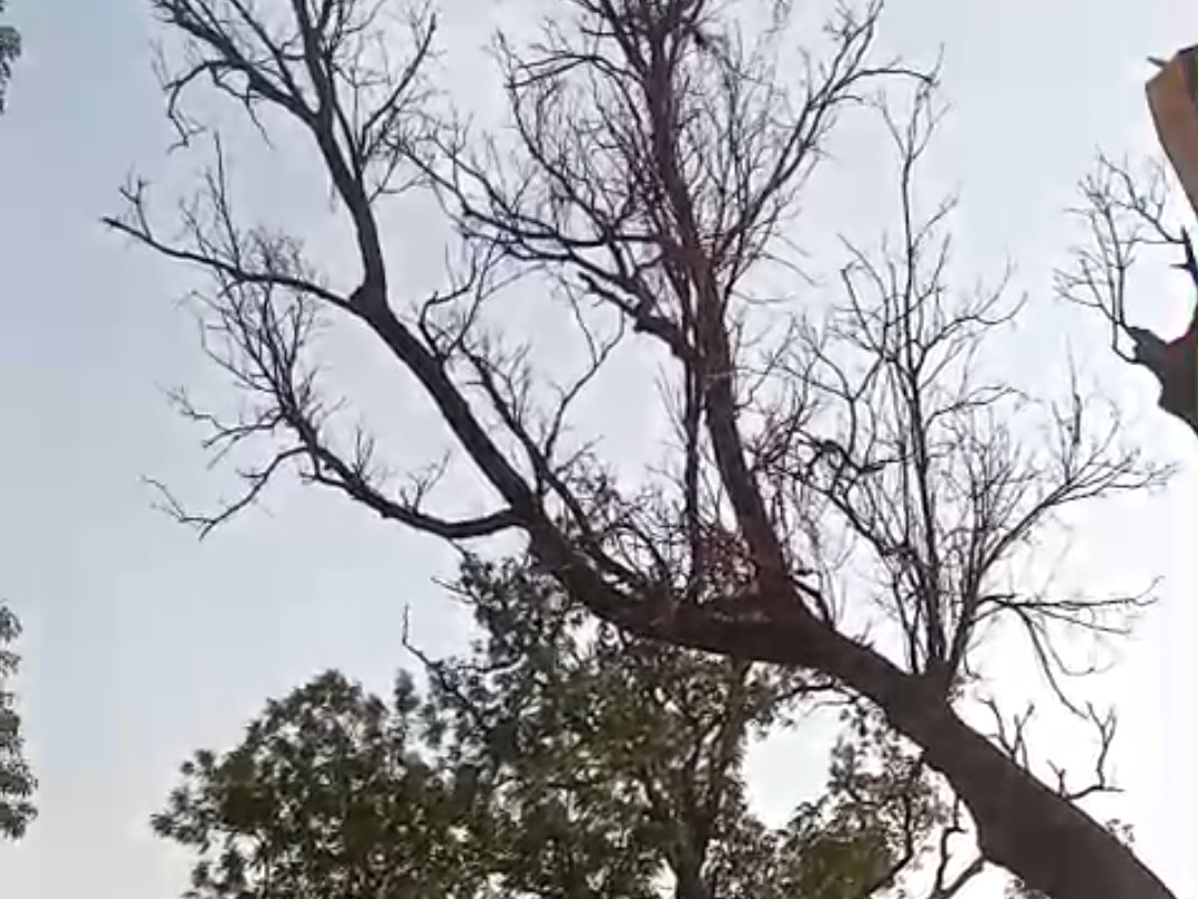 Jaisinghpur Bugiya Chauraha Danger Tree Branches Falling | Road Safety ...