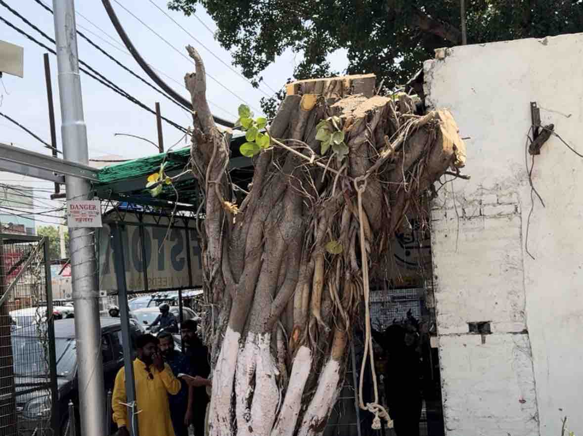 Kanpur Bargad Tree Cut | FIR Filed Against Woman