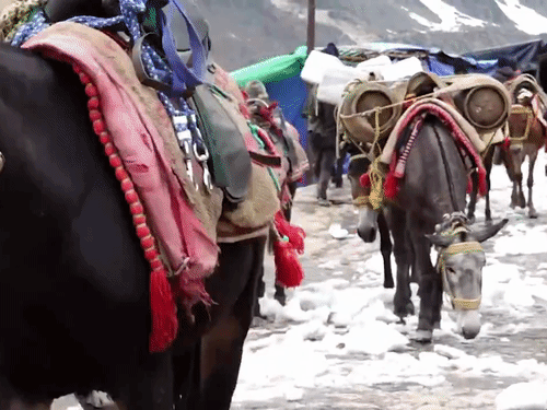 Kedarnath Temple Gates Open April 22; Pilgrims Pass 5-Ft Snow Tunnel