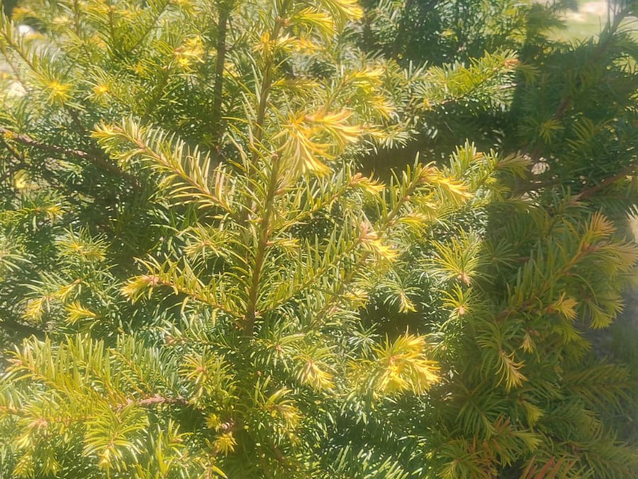 Uttarkashi Himalayan Yew | Cancer Cure Hope For Farmers