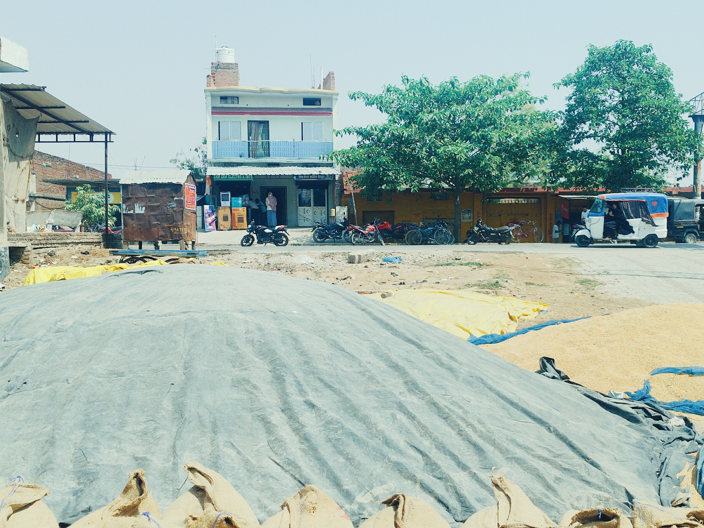 Bhadora Gehu Krishi Kendra Boron Ki Kami Se Thap; Kisan Pareshan