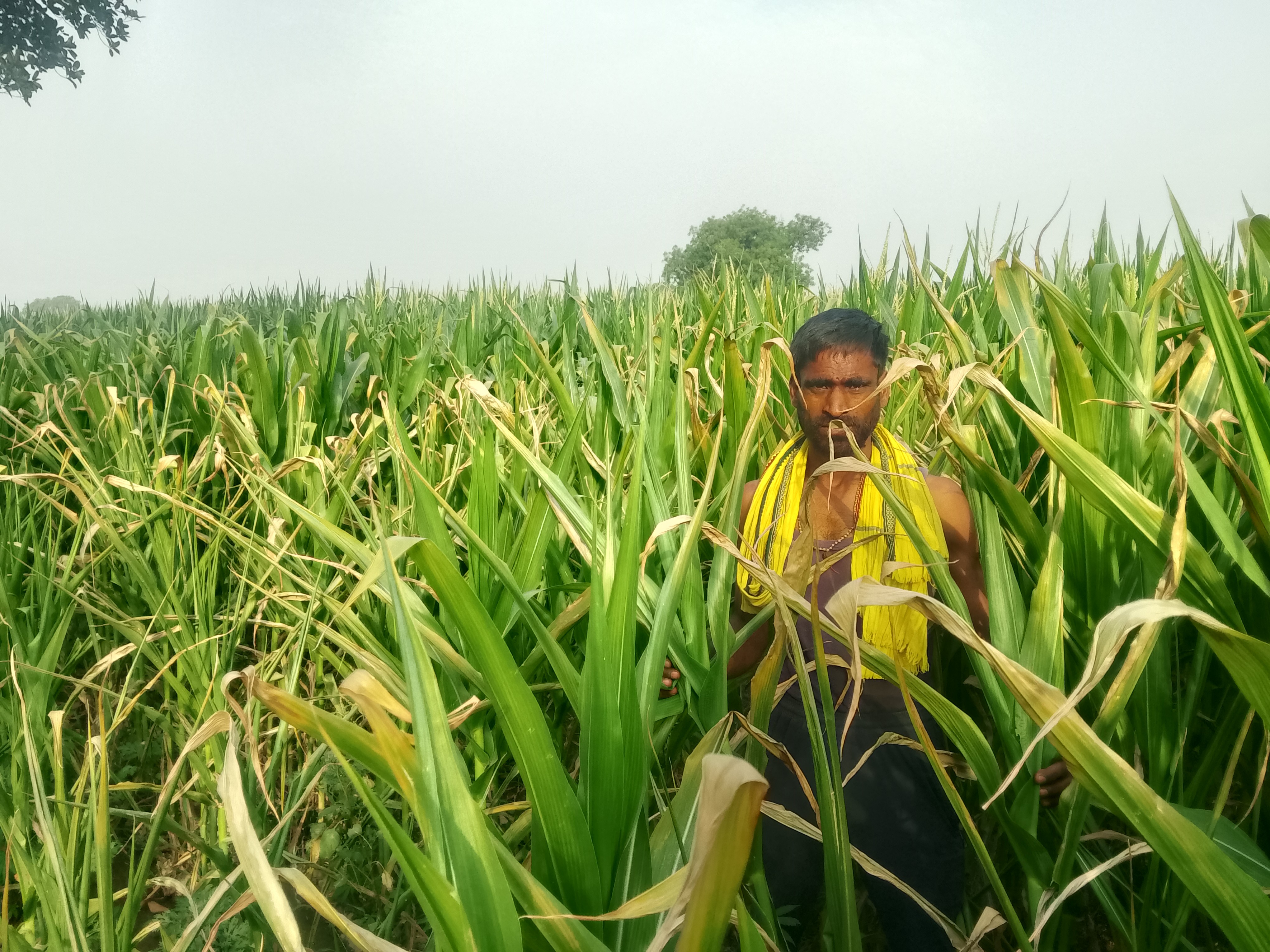 Alipur Kheda Farmers Suffer Power Cuts; Crops Wilt, Irrigation Fails