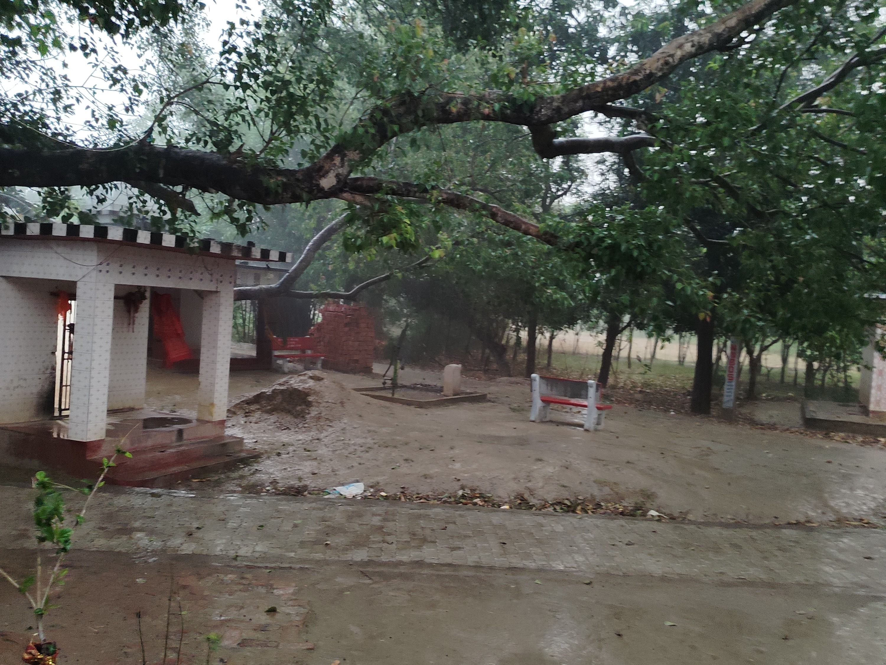 Alapur Farmers Suffer Fodder Crops Damage | Ambedkar Nagar Storm