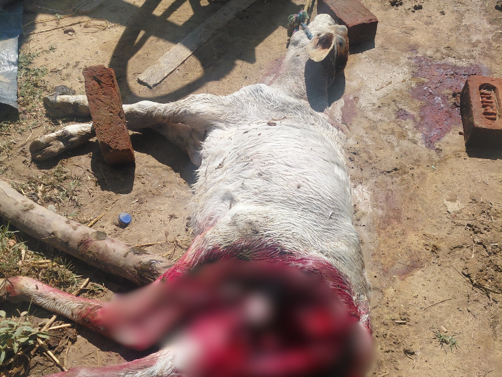Farmer Loss | Village Terror; Guldaar Attack Bachhda