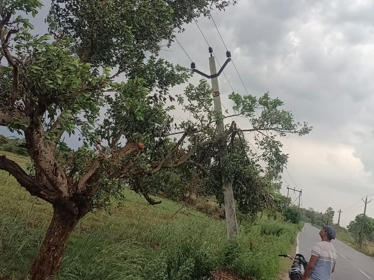Gopamau Road Tree Fall | Pisaun Power Outage Due to Storm