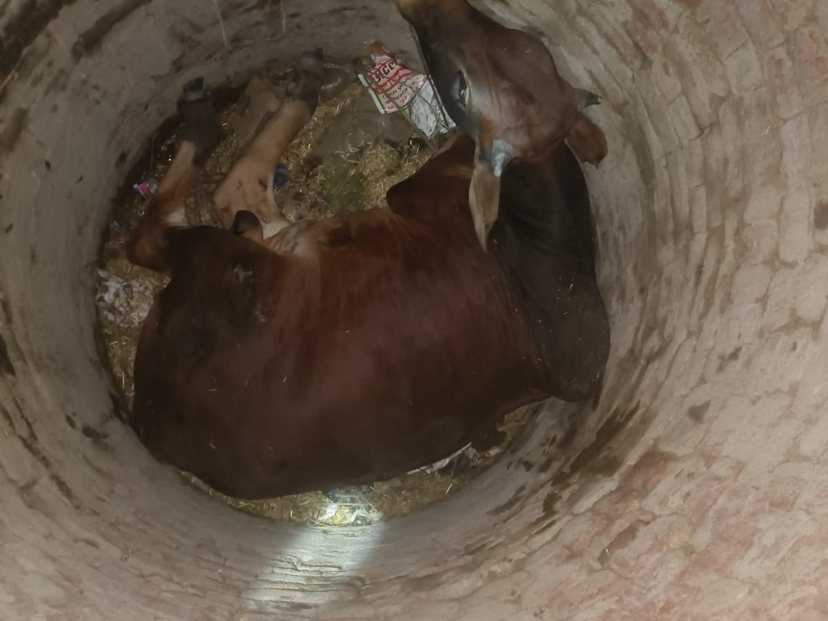 Shahi Sukali Village Bull Rescue | Kua Bachav Operation