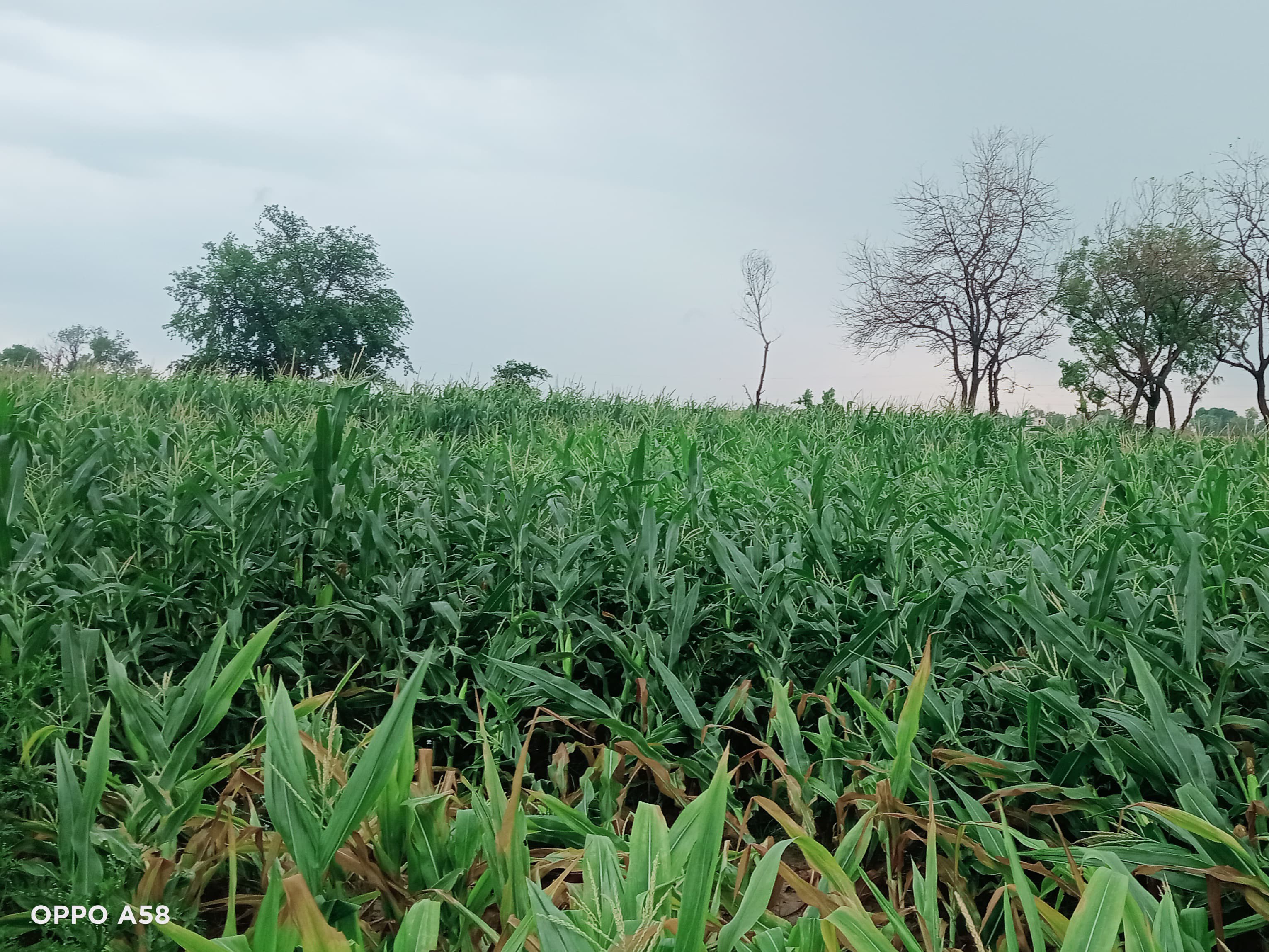 Etah: Storm & Rain Damage Makka, Mango Crops; Power Outage