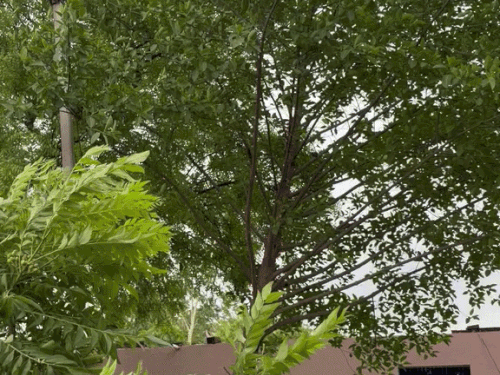 Prayagraj Weather Alert: Heavy Rain & Thunderstorm Likely