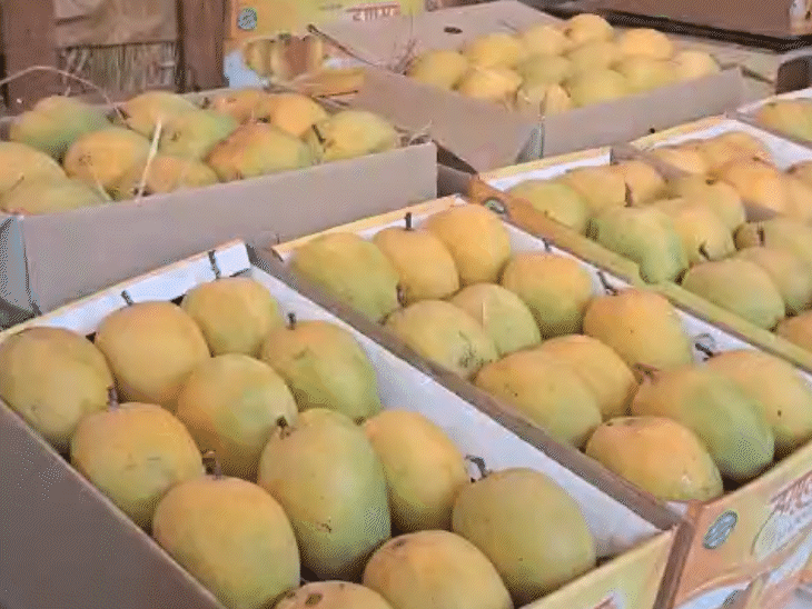 Indore Mango Jatra 2026: Alphonso Mangoes Arrive, Rates Up to ₹1300Dozen
