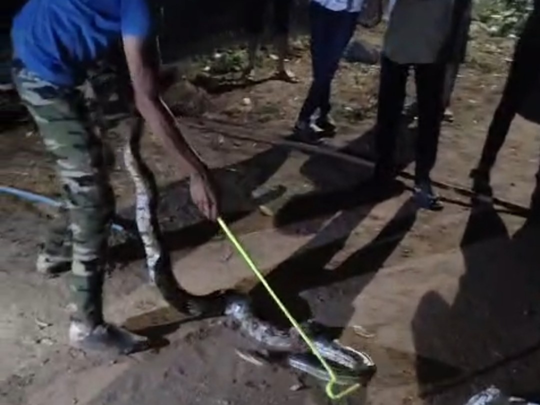 Dhamtari Python Rescue | 10ft Python Found In Colony, Released To Forest