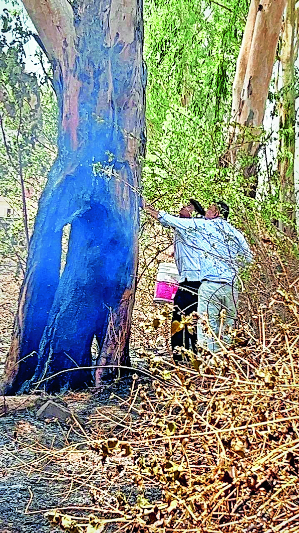 Fire breaks out in eucalyptus trees, villagers bring it under control