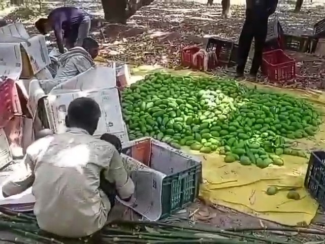 Unnao Dasheri Mango First Consignment Reaches Agra Mandi; Farmers Hope ...