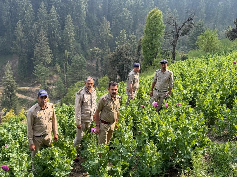 Mandi Police Nab 529g Charas | Opium Farms Destroyed, 3 Arrested