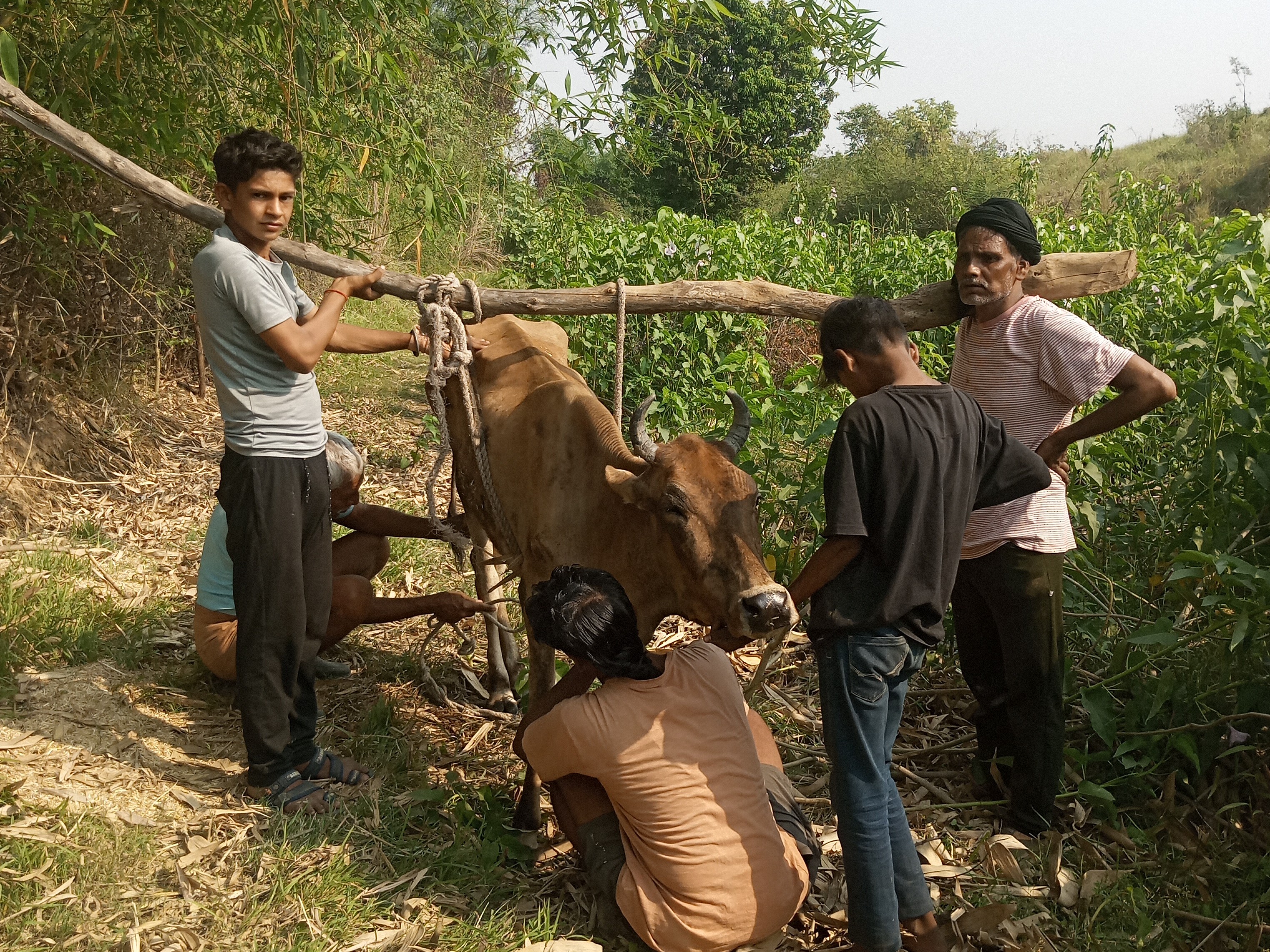 Jignana Cow Rescued From Bushes | Minor Brothers Show Example