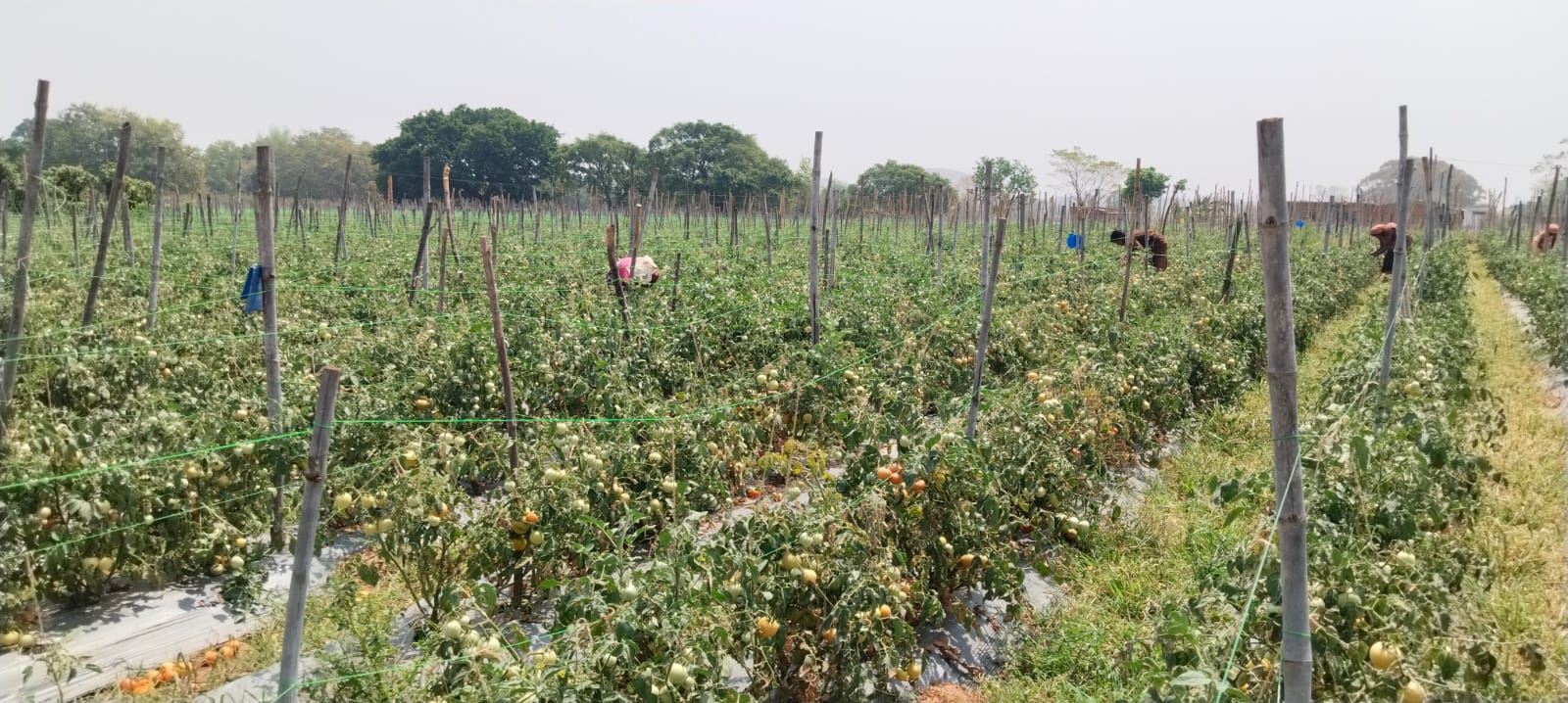 Farming using modern technology, farmer provides employment to 70 ...