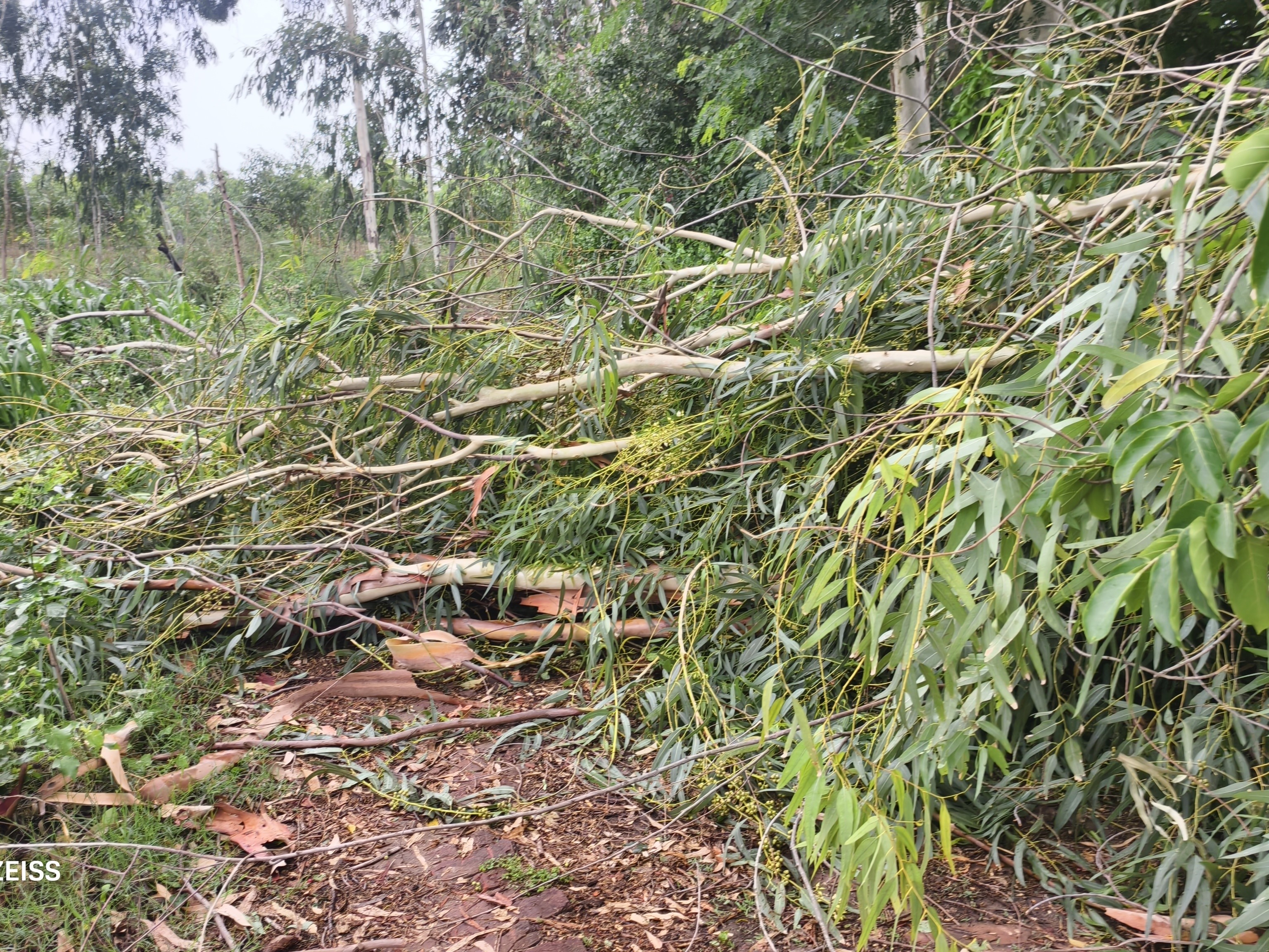 Kacchauli Bareilly Trees Fall | Roads Blocked, Villagers Distress