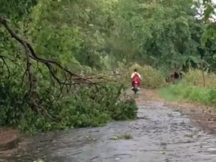 Bareilly Tree Fall Blocks Road | Complaint Taken Cognizance