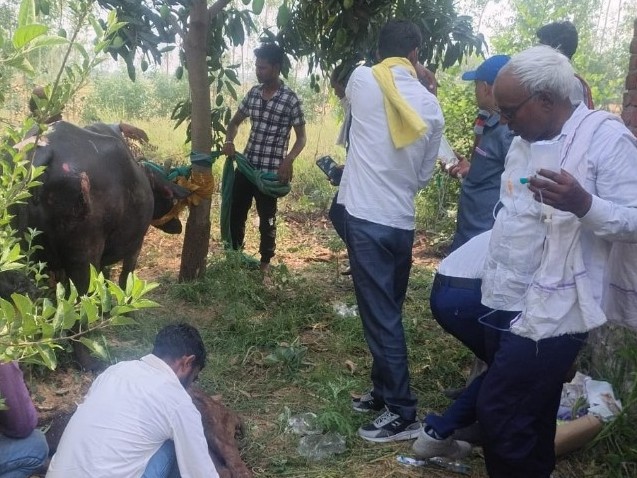 UP Gau Shala Fire Accident: Bulls Die, Others Injured