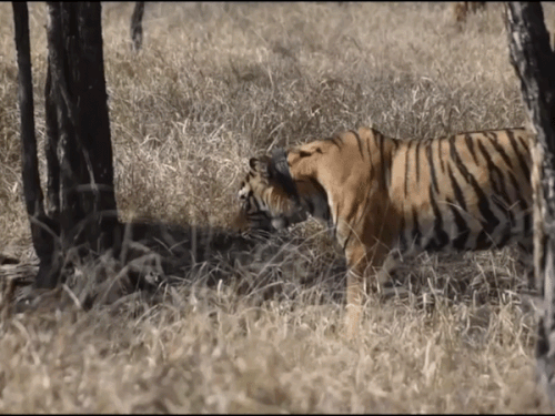 Ranthambore Wildlife Surveillance | Health Monitoring; Skate Samples ...