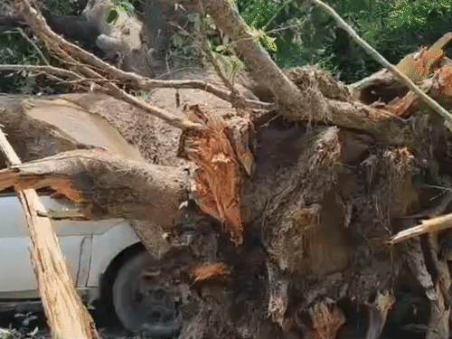 Gorakhpur Storm & Rain Damage | Trees Fell, Vehicles Destroyed ...