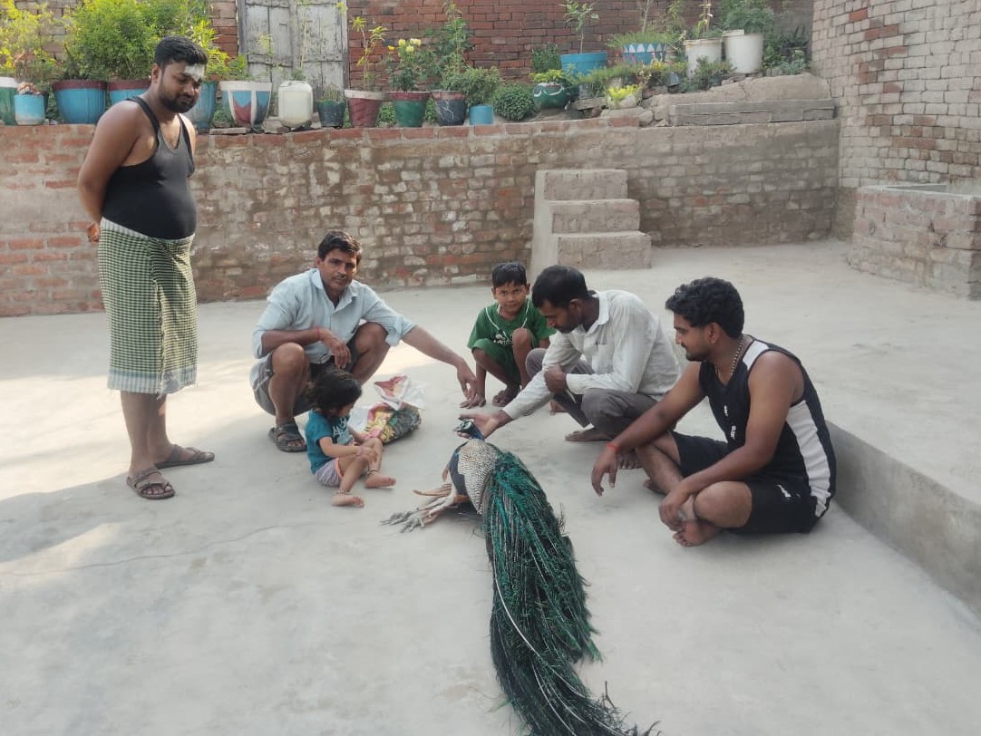 Kanpur Dehat Peacock Death | Van Vibhag Team Takes Bird From Gour Village