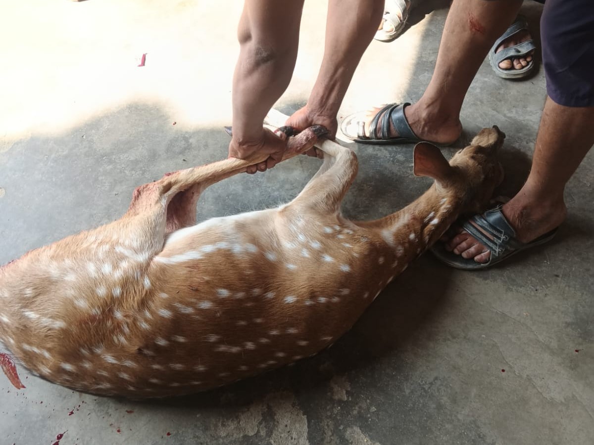 Uttarakhand Deer Rescued | Amanigarh Forest Wild Dogs Attack