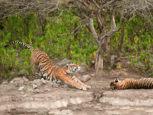 Rahul Dutta Photos: Tigress 2304 & Cubs Sighted at Sariska Buffer