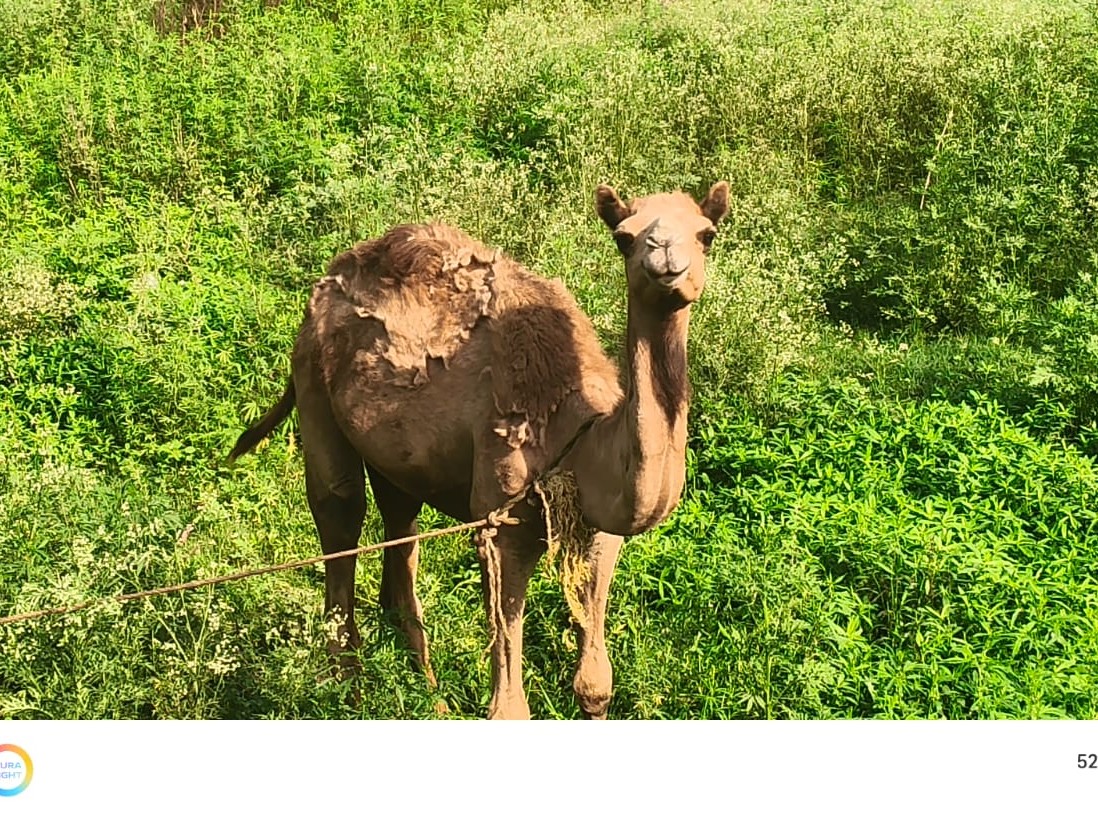 Budayun Eid Kurbani Camel Complaint to DM | PETA Active