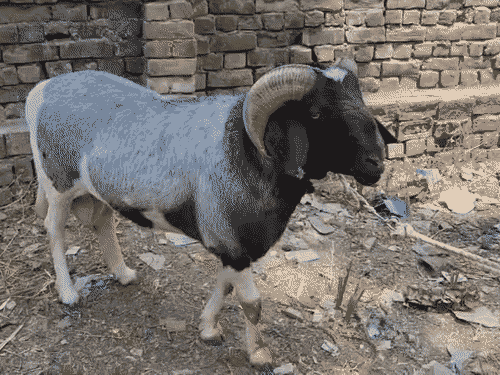 Varanasi Bakeri Mandi: Sultan & Salman Steal Show for Bakrid Eid 2026