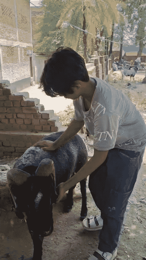 Varanasi Bakeri Mandi: Sultan & Salman Steal Show for Bakrid Eid 2026