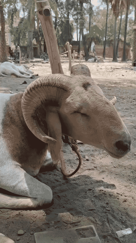 Varanasi Bakeri Mandi: Sultan & Salman Steal Show for Bakrid Eid 2026