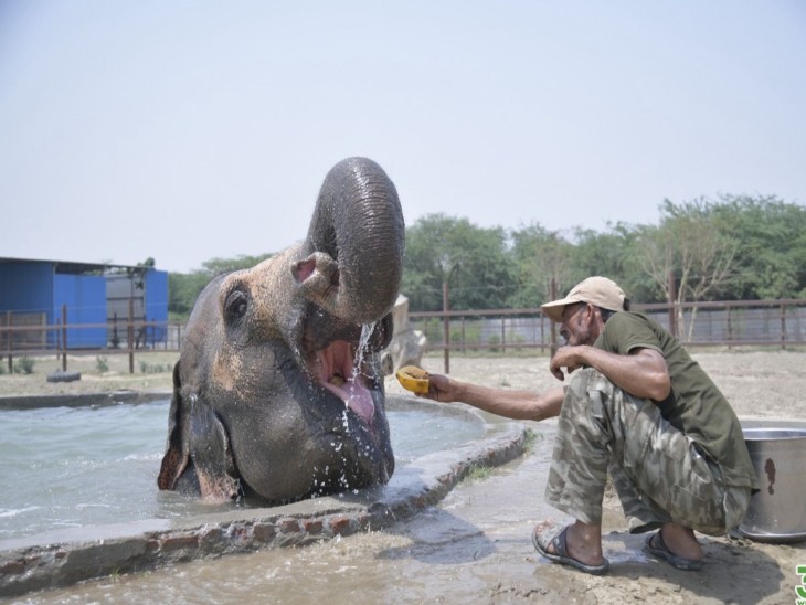 Wildlife SOS Elephants Beat Heat in Mathura Pool Fun
