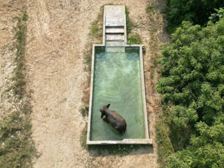 Wildlife SOS Elephants Beat Heat in Mathura Pool Fun