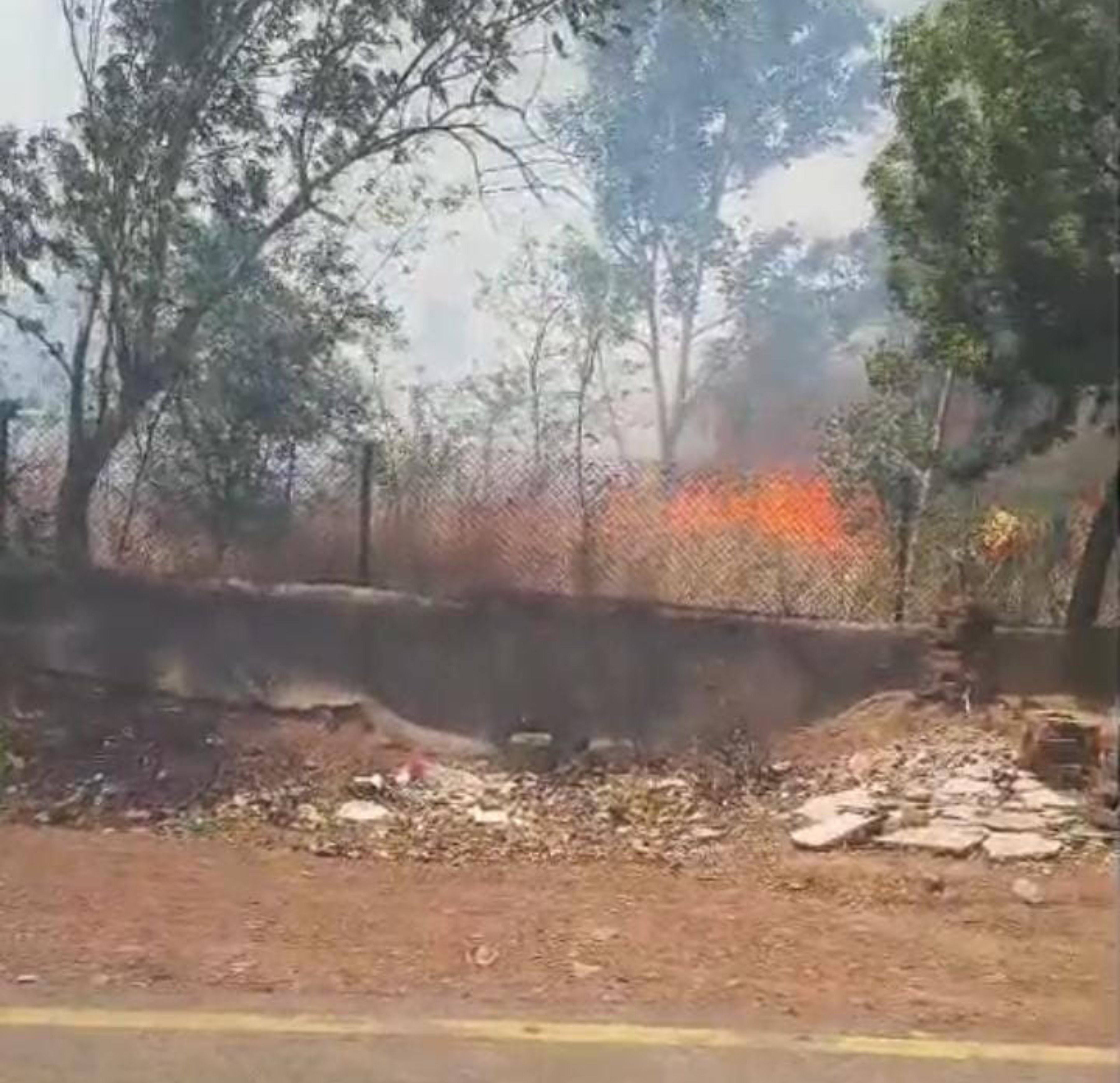 Forest fire near gas depot, hundreds of trees burnt