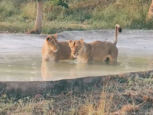 Et tawa Safari Animals Beat Heat | Pool & AC Arrangements