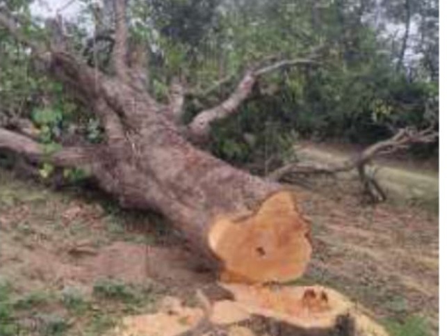 Gorakhpur Wood Mafia Tree Cutting Allegations | Forest Dept Negligence