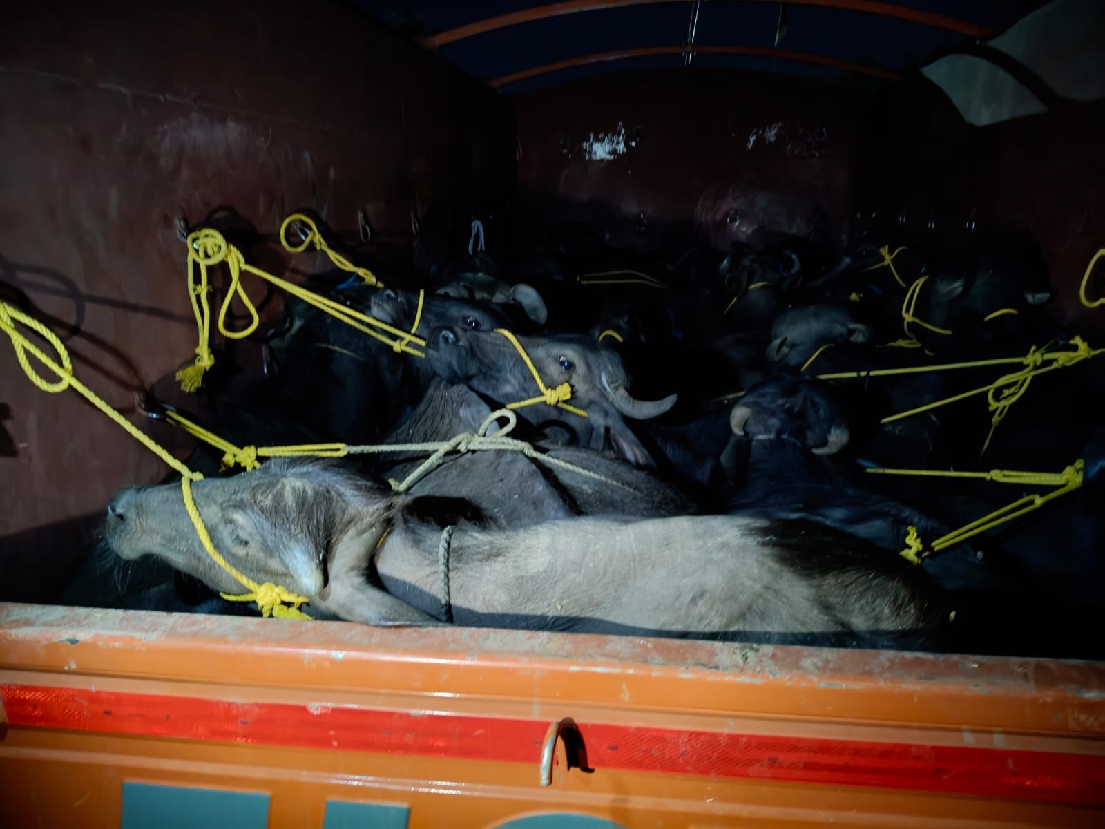 MP Highway: 40 Cattle Seized, 6 Arrested | Cruelty Case