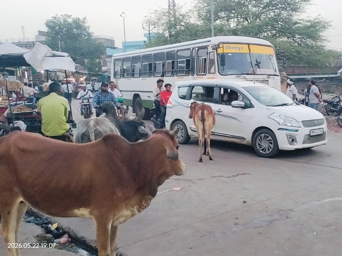 Sarma-thura Stray Bulls Attack | Locals Injured; Administration Inaction