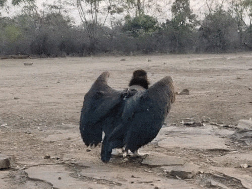 MP Vulture Counting | 14000+ Vultures in Tiger Reserves