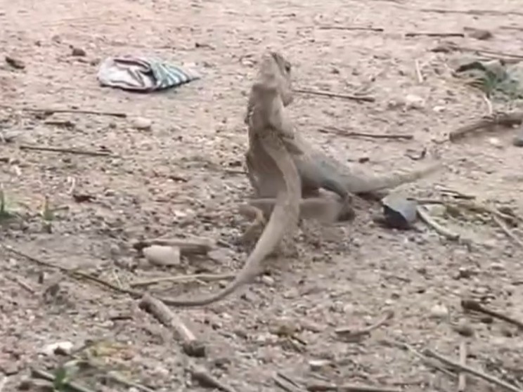 Pench Tiger Reserve Lizard Fight | Territory Clash Video