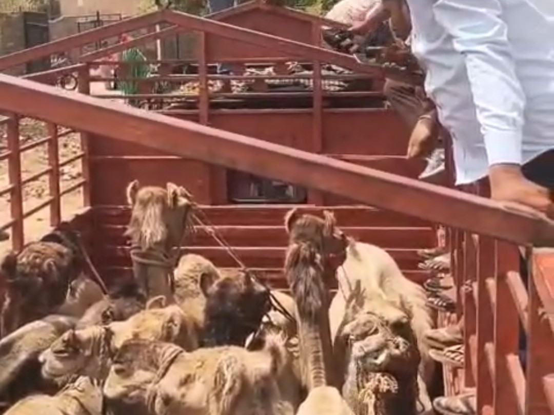 Latest Churu News (चूरू न्यूज़): पढ़ें 24 मई के ताज़ा समाचार दैनिक ...