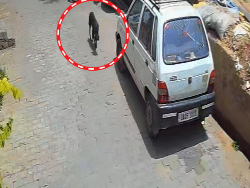 Bijnor Dog Steals 1 Lakh Cash From Bike | CCTV Footage