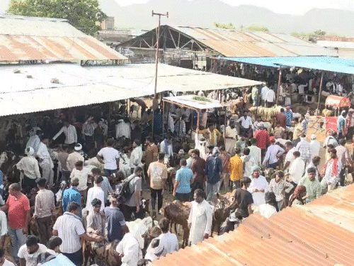 Ajmer Goats Face Export Halt | US-Iran War Impact on Markets