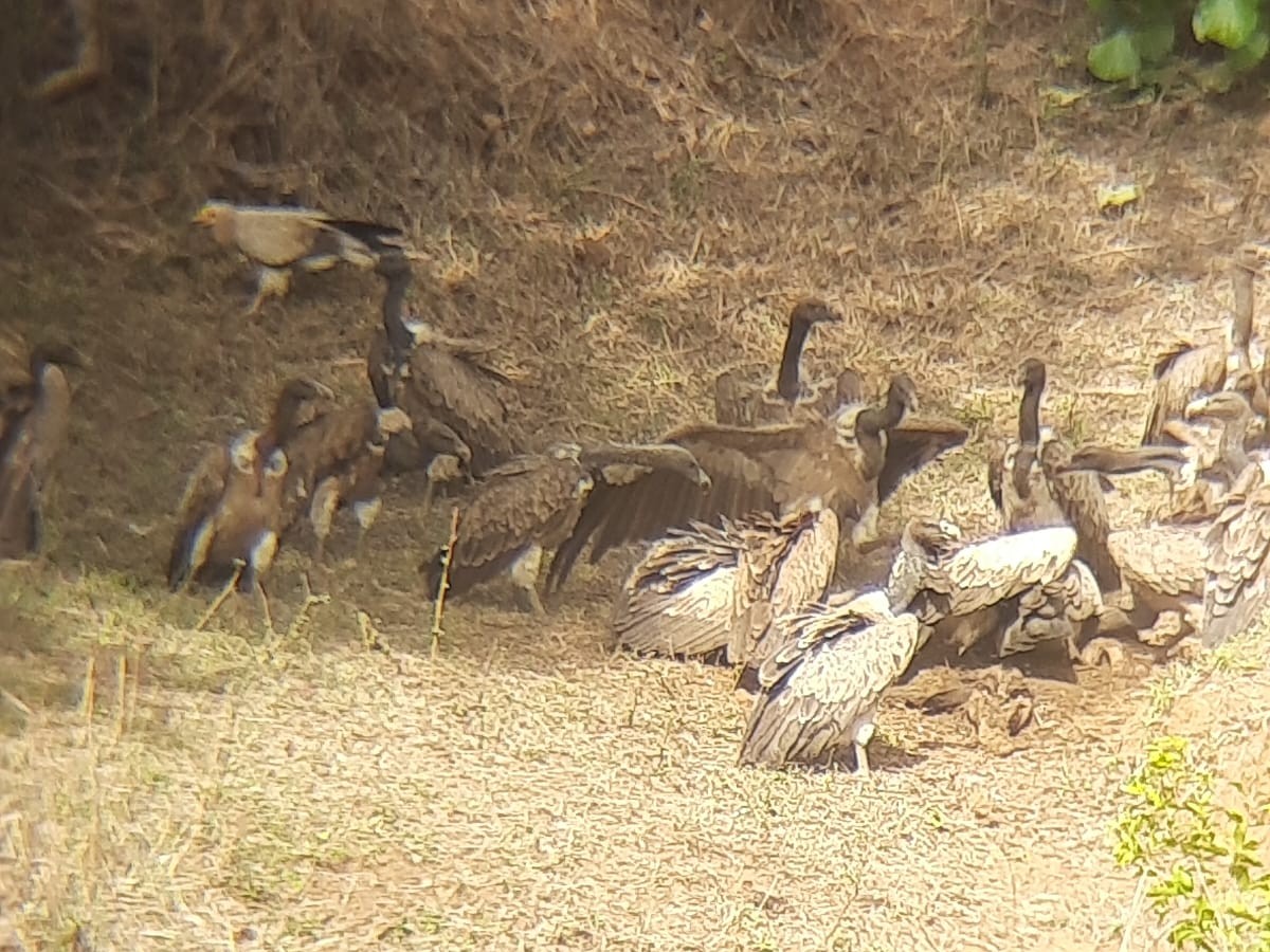 Satpura Tiger Reserve: Vulture Count Soars, Biodiversity Thrives