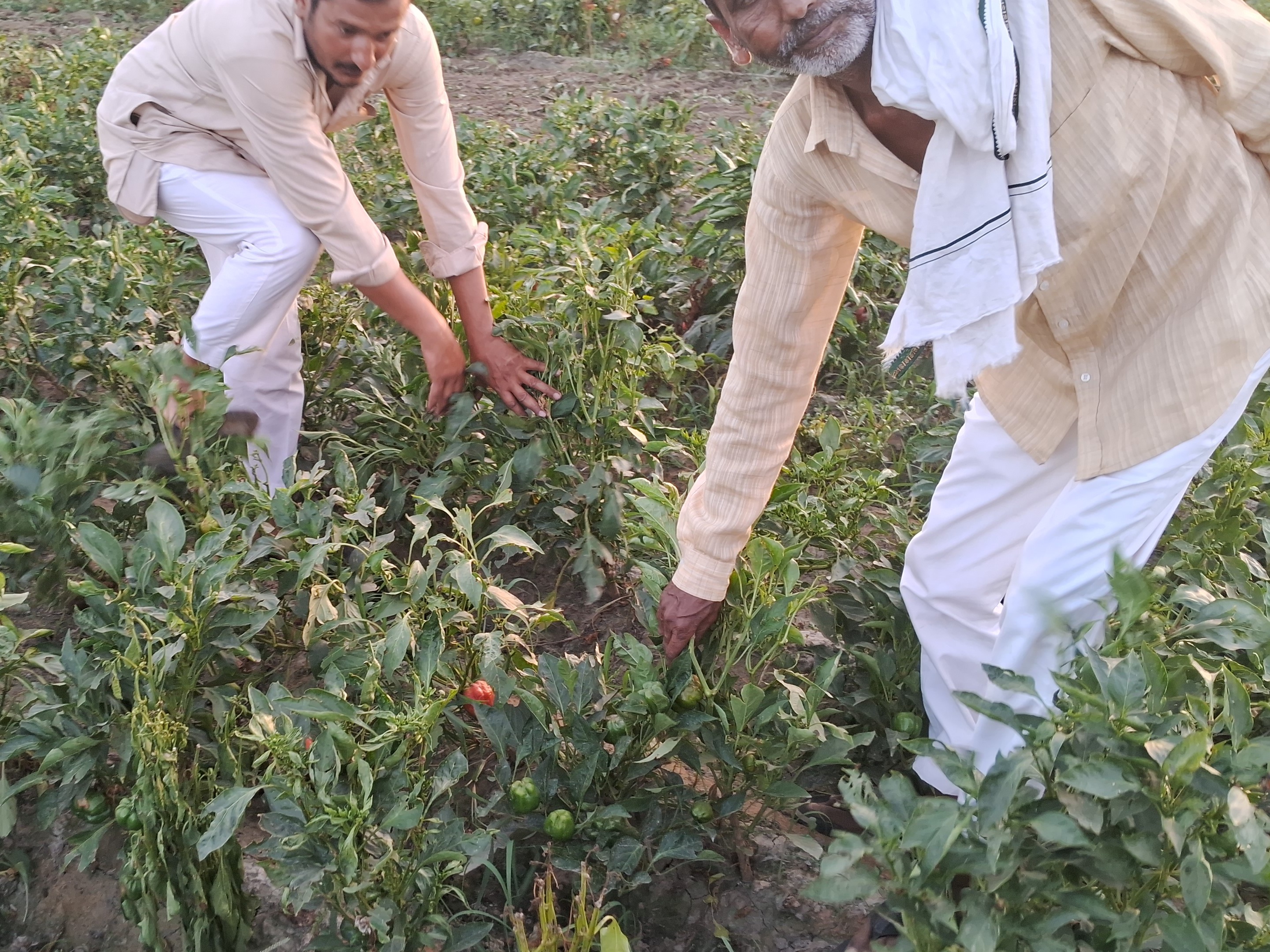 Gangoh Farmers Destroy Crops Due to Hailstorm & Market Slump
