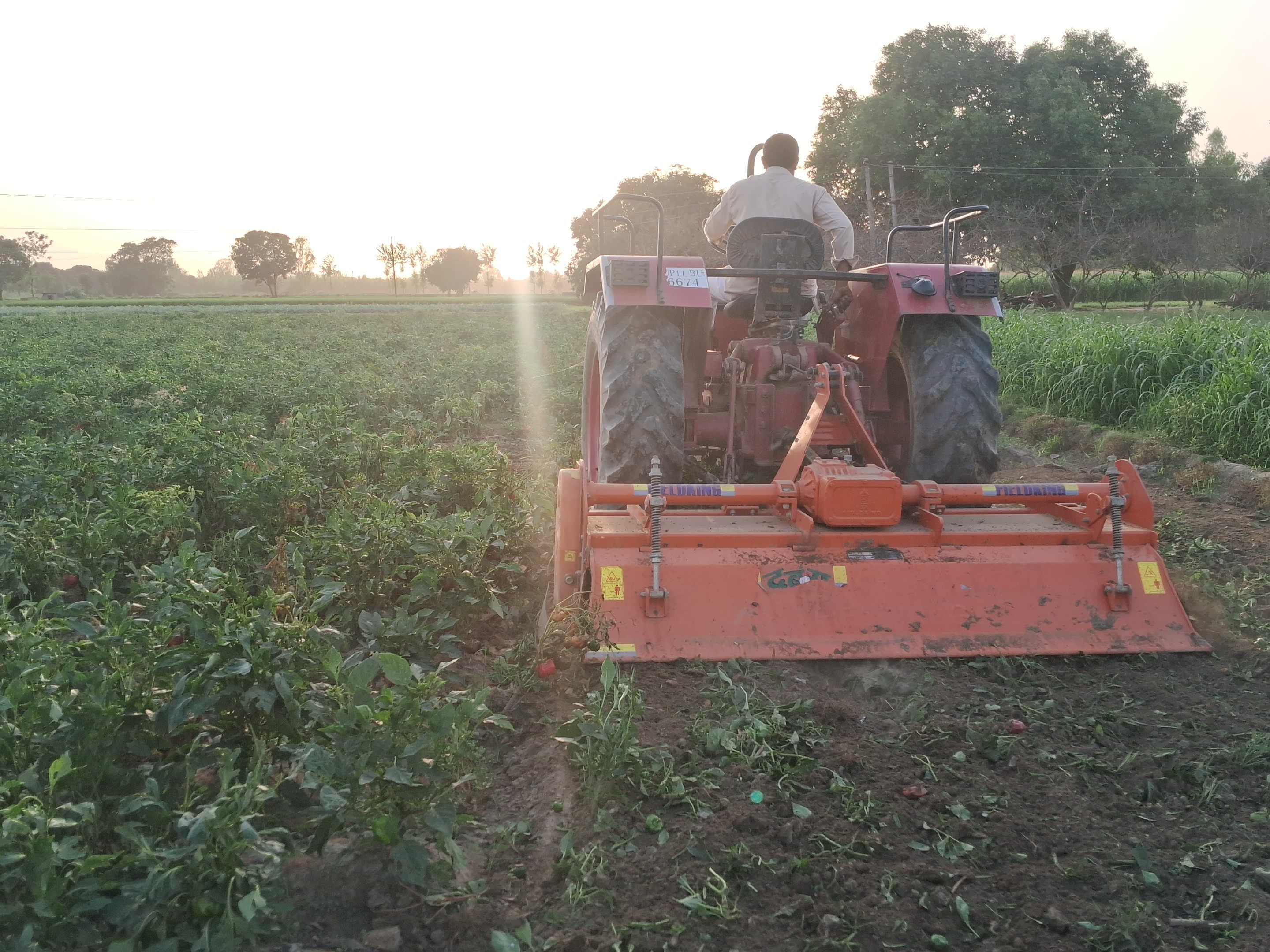 Gangoh Farmers Destroy Crops Due to Hailstorm & Market Slump